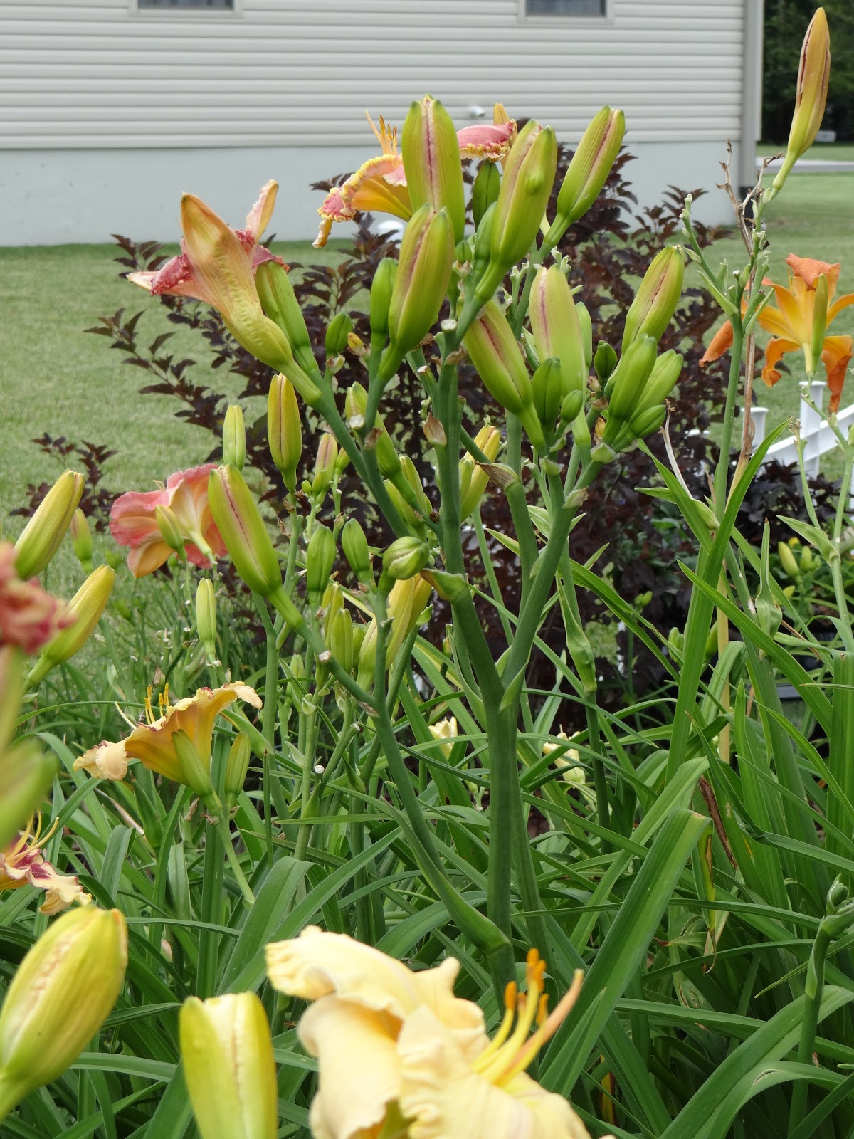 When it begins... | Daylily Haiku Thursday | a girl and her garden - a ...