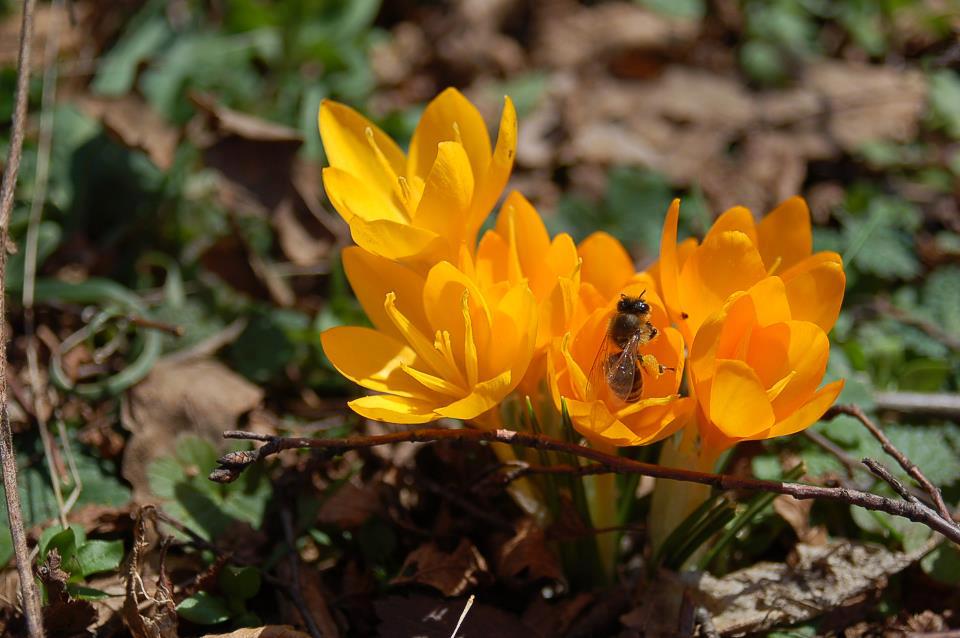 KACUNKA - CROCUS SATIVUS - Билки Лековити и Народна Медицина