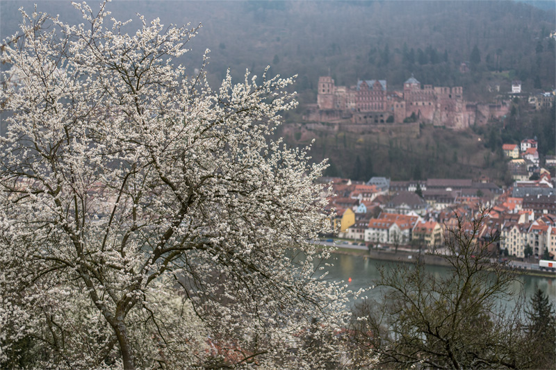 you-wee because' picture & postcard platform: Floral variations of spring