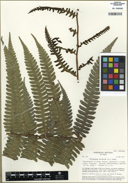 FAMILIA DE HELECHOS EN PUERTO RICO: WOODSIACEAE( ATHYRIACEAE) DIPLAZIUM