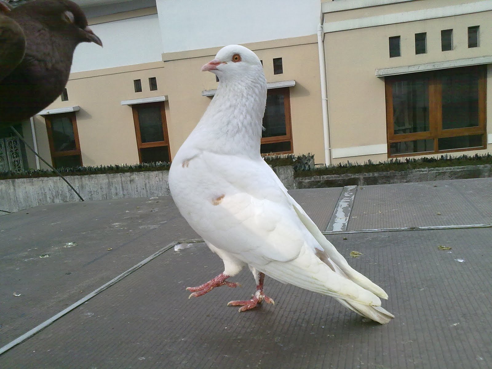 Cara memilih merpati Juara ~ AAN CLEVER