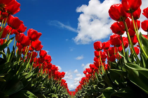 Lance flores ao longo do caminho... - Pensamentos para Meditação!