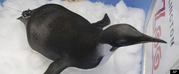 White Wolf : The return of Happy Feet the penguin to his Antarctic home