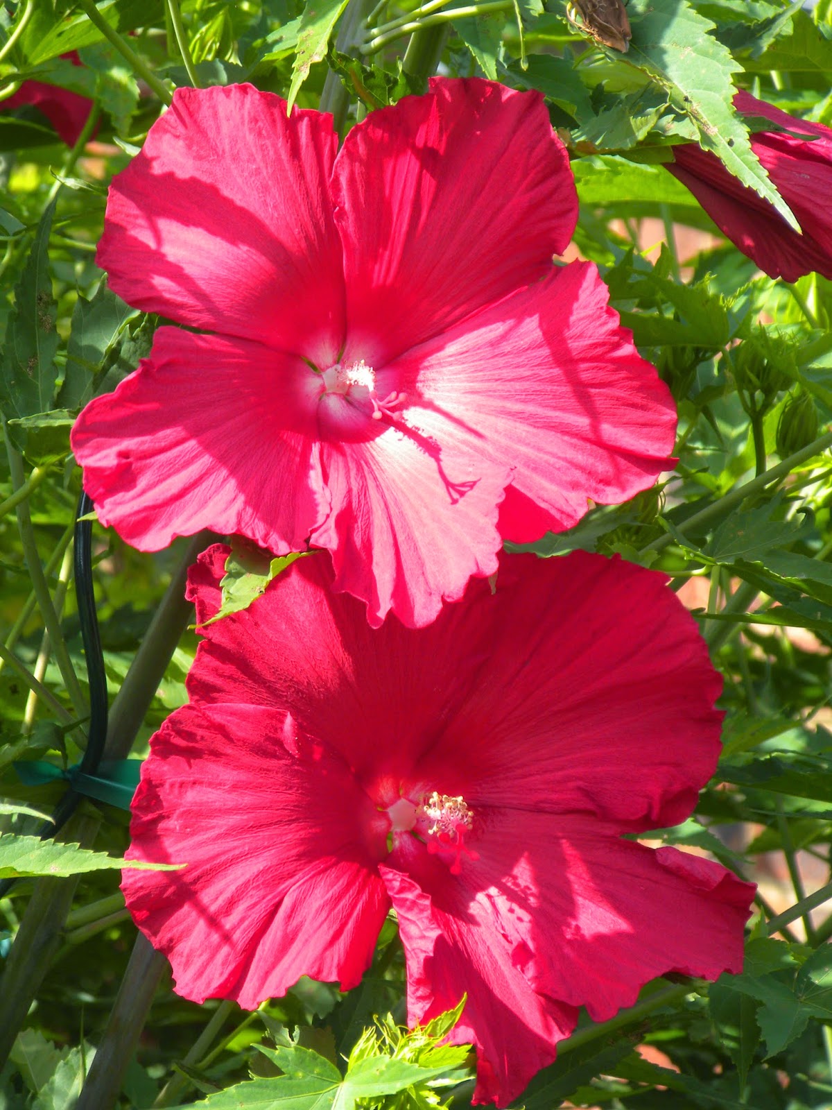 Panoply: Surprise Garden Flowers, 2014 Progress