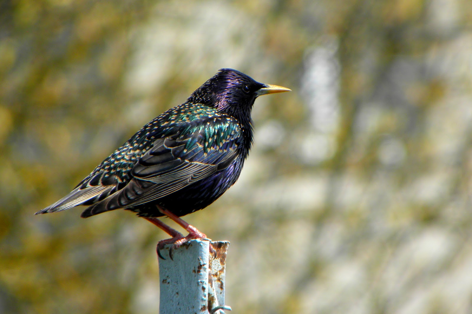 Konguta Kooli 24. lend: RÄNDLINNUD