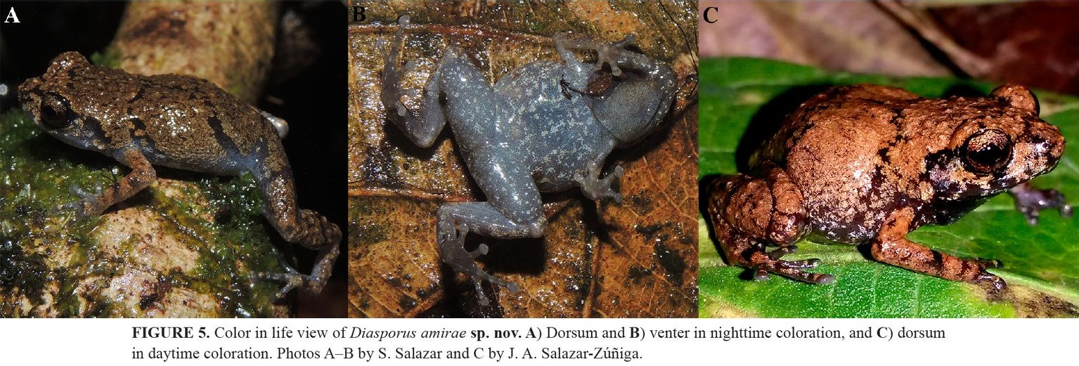 Species New to Science: [Herpetology • 2019] Diasporus amirae • A New ...