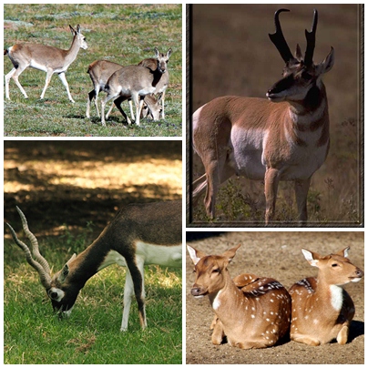 Fauna: MAMÍFEROS DE TIERRA