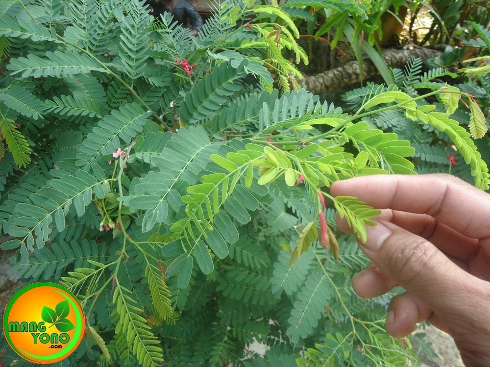 Menghilangkan Jerawat, Komedo Dengan Daun Asam Jawa