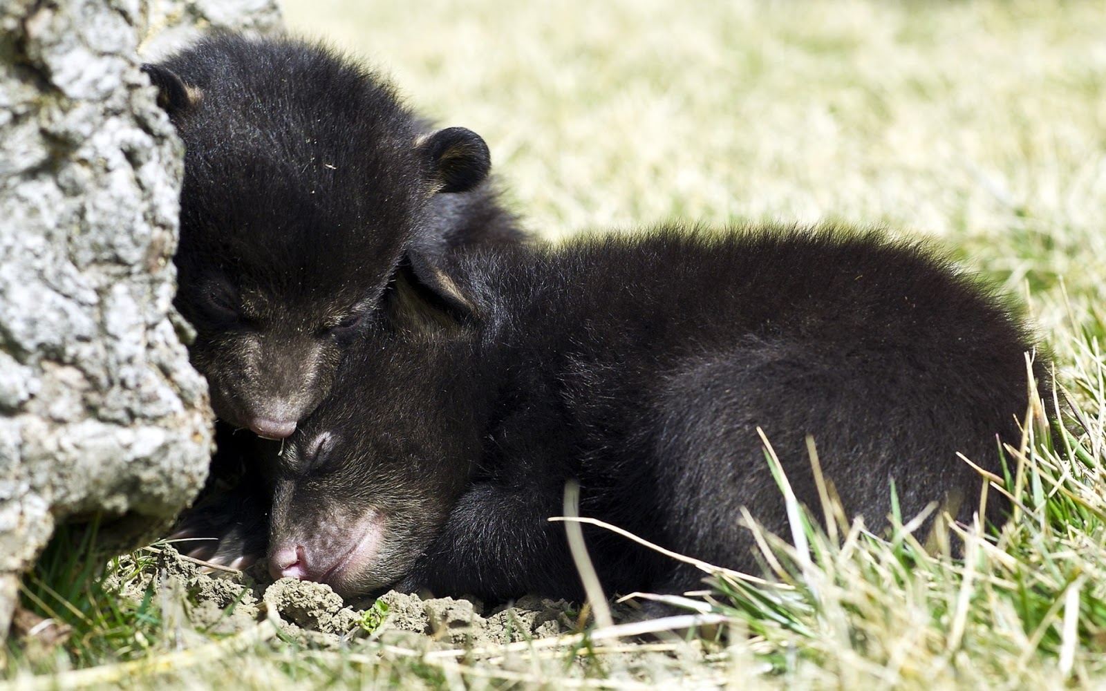 Animal Random Wallpapers | Movies + Wallpapers