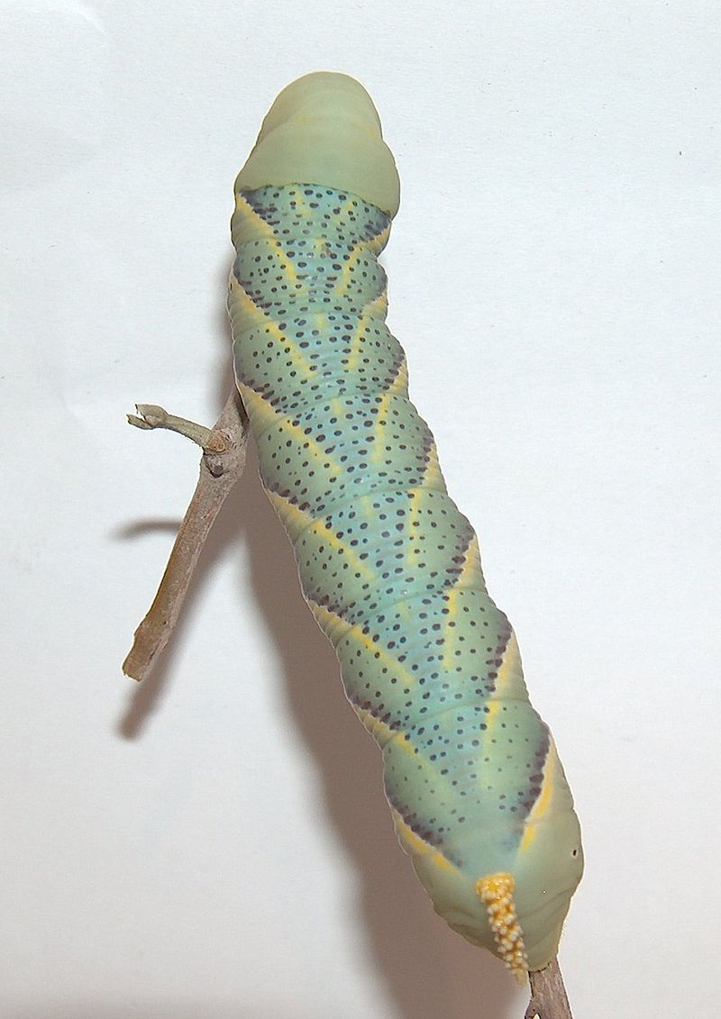 Rumore di fusa: Una sfinge in giardino!