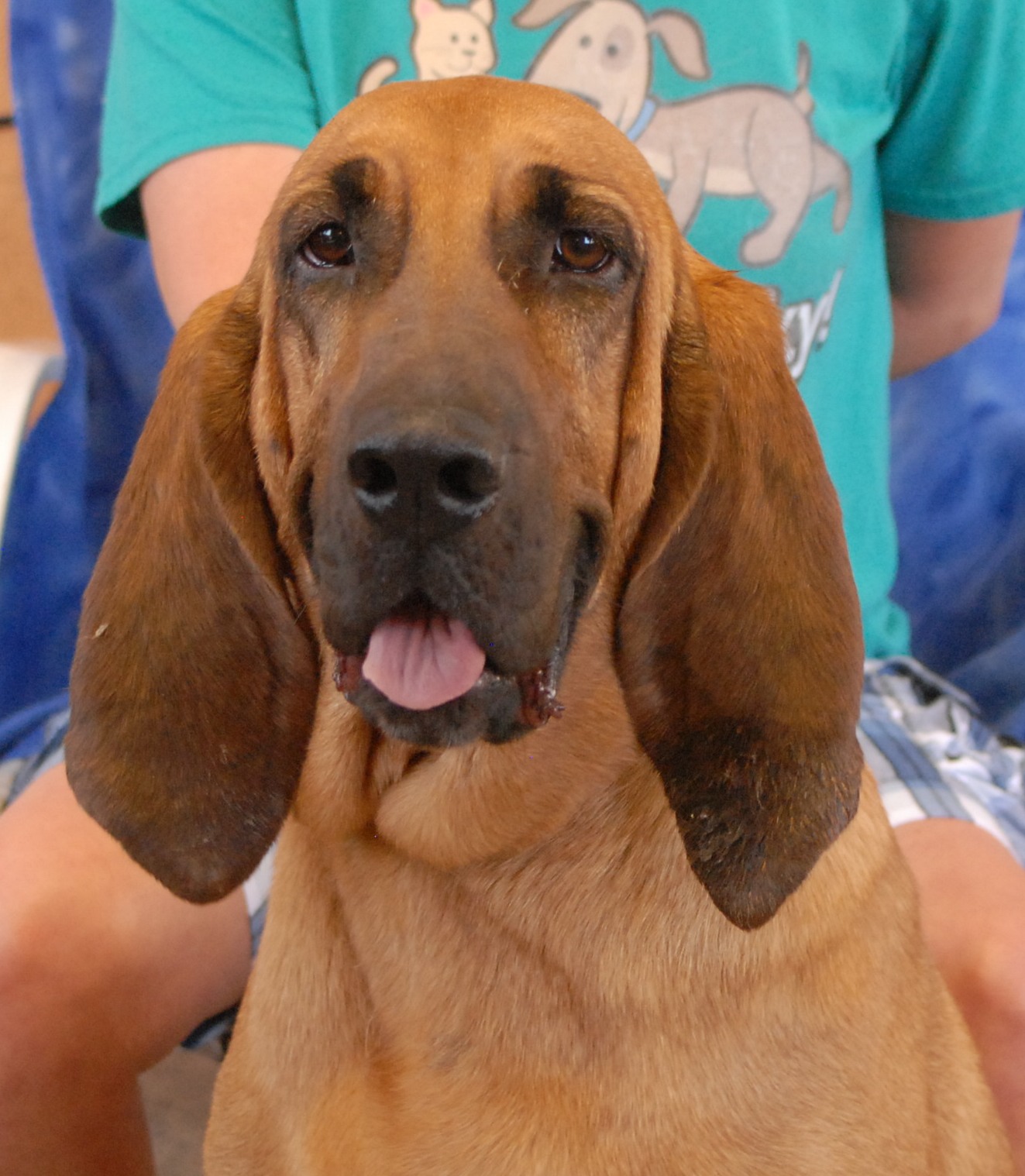 Allie & Scout, incredibly sweet Bloodhounds debuting for adoption.