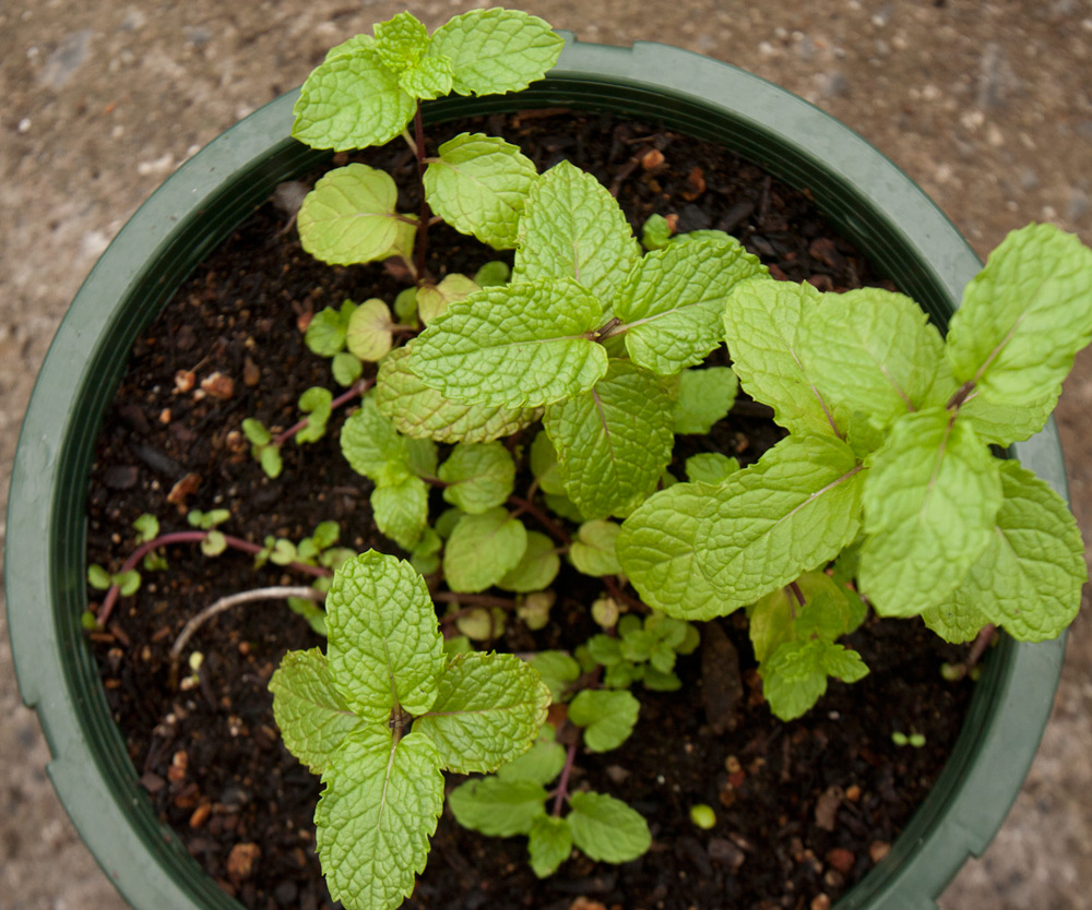 Peppermint ~ Adventures in Gardening Pohnpei, Micronesia