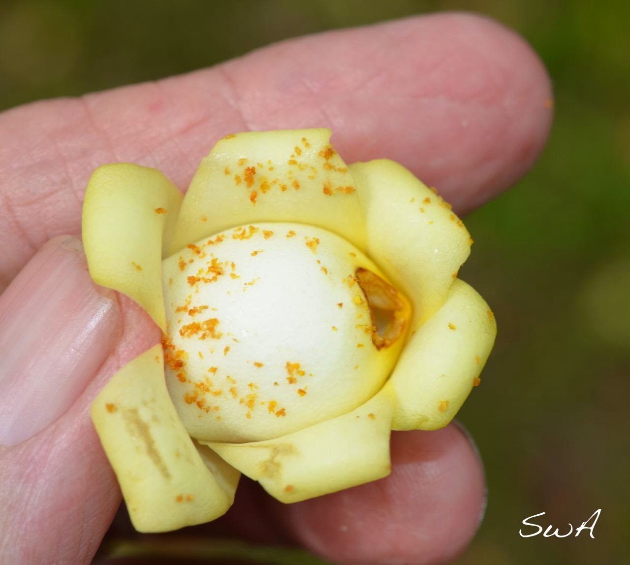 Tropical Biodiversity - Santarém - Pará - Brasil: Brazil nut bloom