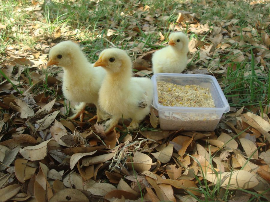 Tiny Chickens: mille fleur cochin - 1 week old