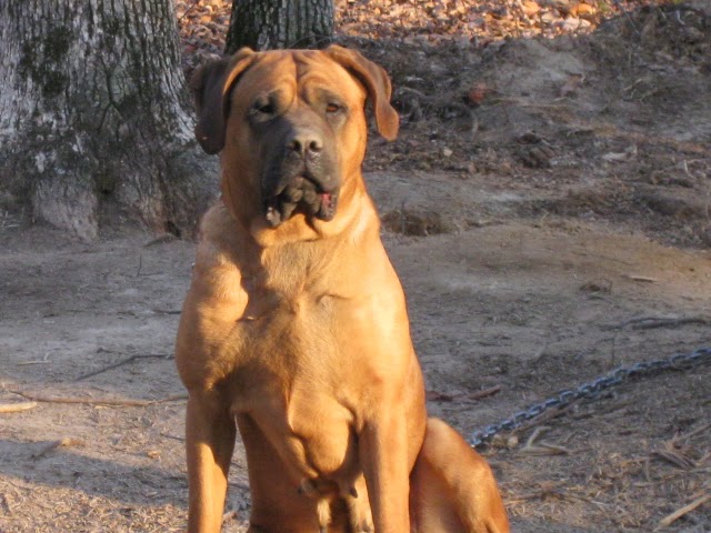 JAPANESE TOSA INU PUPPIES FOR SALE: TOSA INU PUPPIES FOR SALE