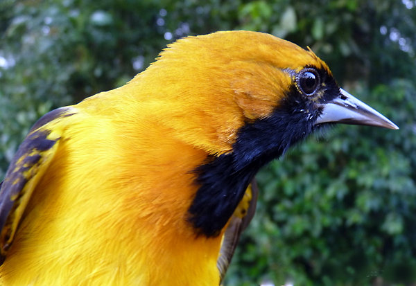 Bellas Aves de El Salvador: Icterus chrysater (chiltota de espalda ...