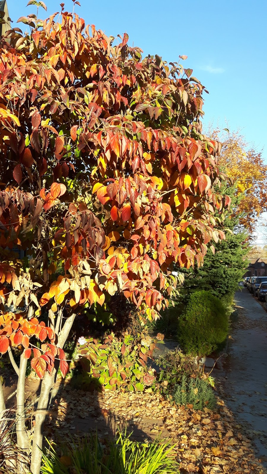 Knitting on the Cam: The quest for the perfect brown continues