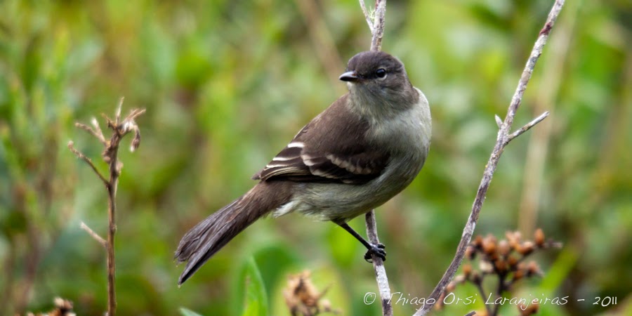 Catalogue of Organisms: The Elaenia Elaenias