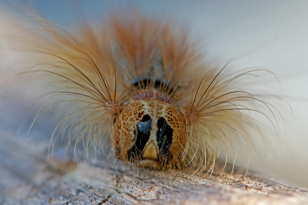 Lymantria dispar - the Gypsy Moth | BugsAlive