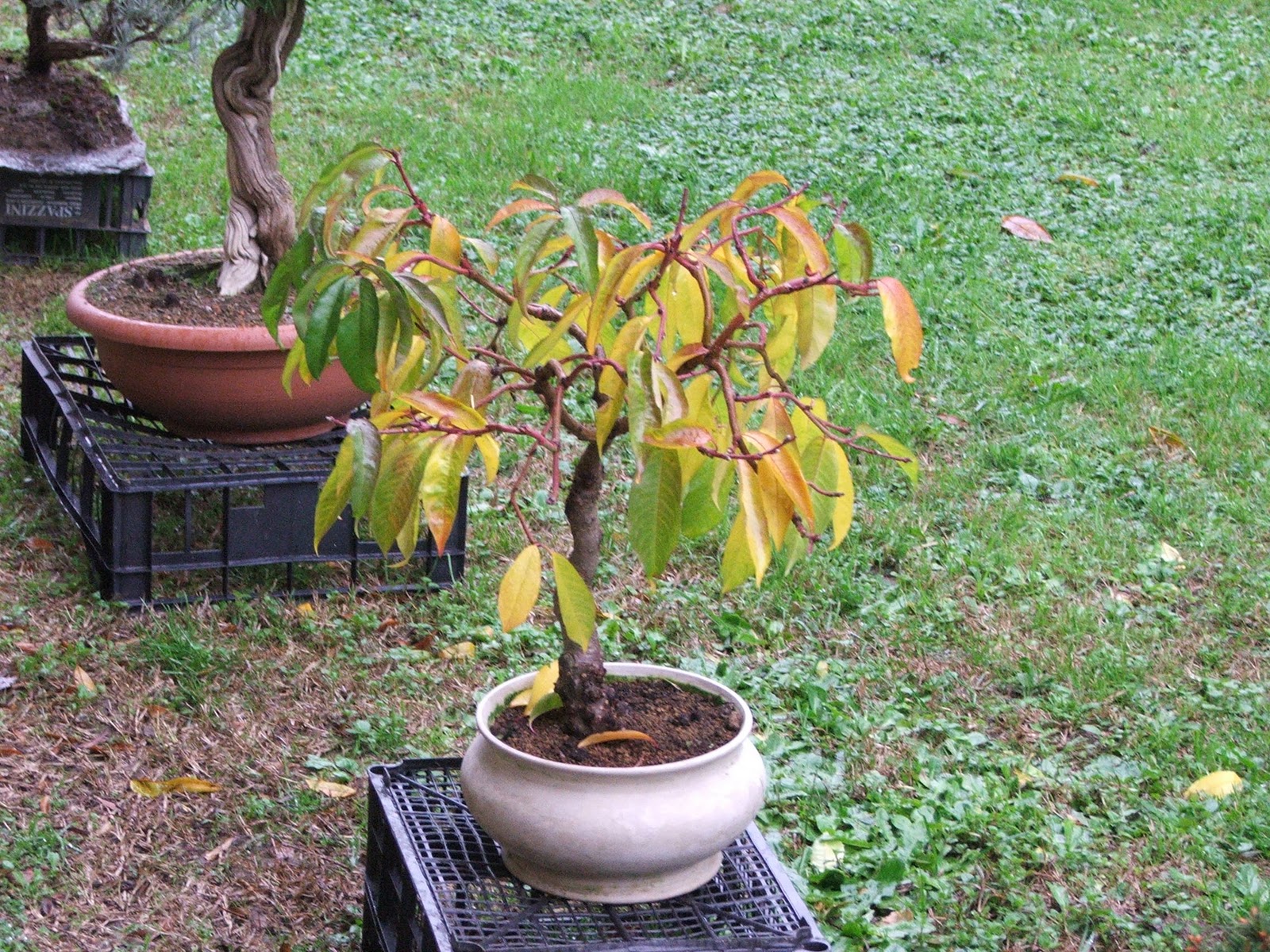 Evoluzione Bonsai : Bonsai di Pesco - Peach - prunus persica