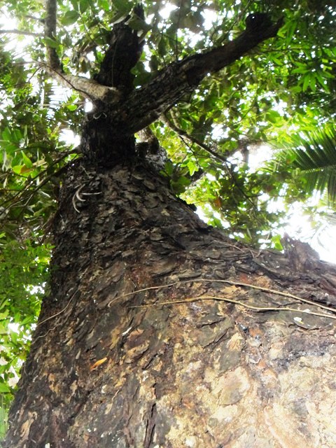 Marinduque Rising: Of Galleons: Cannonballs were no match for the ...