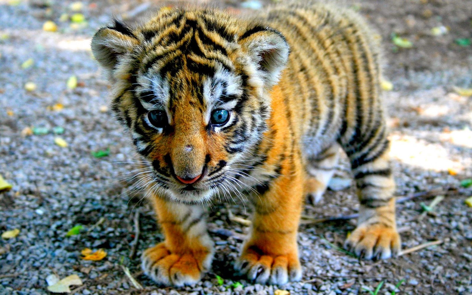 Lovable Images: Wild Tiger Hd WallPapers Free Download || Cute Tiger HD ...