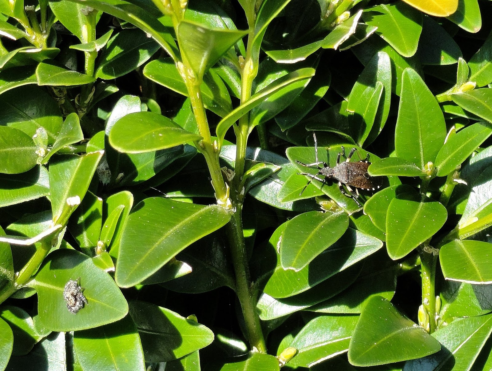 Chateau Moorhen..... goes south!: February bugs