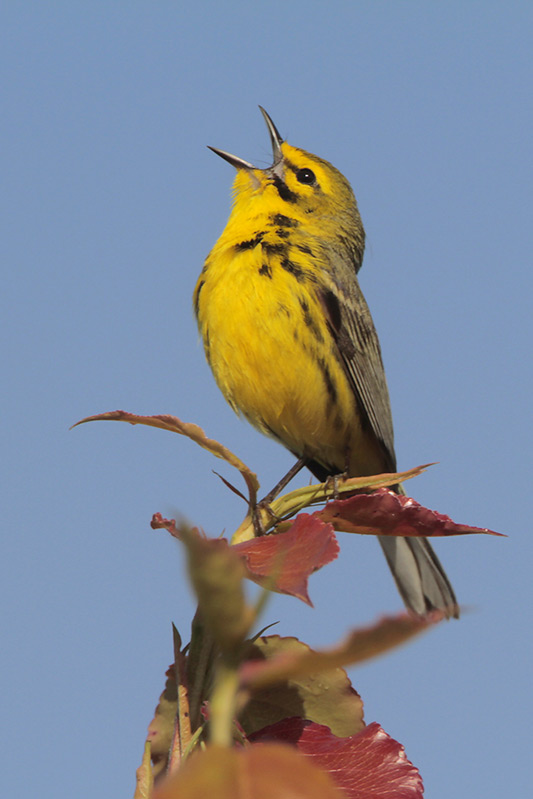 Beak of the Week - Prairie Warbler