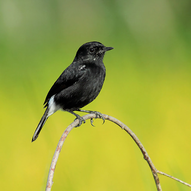 Burung Decu - Pied Bush Chat (Saxicola caprata) - Ryan Maigan Birds
