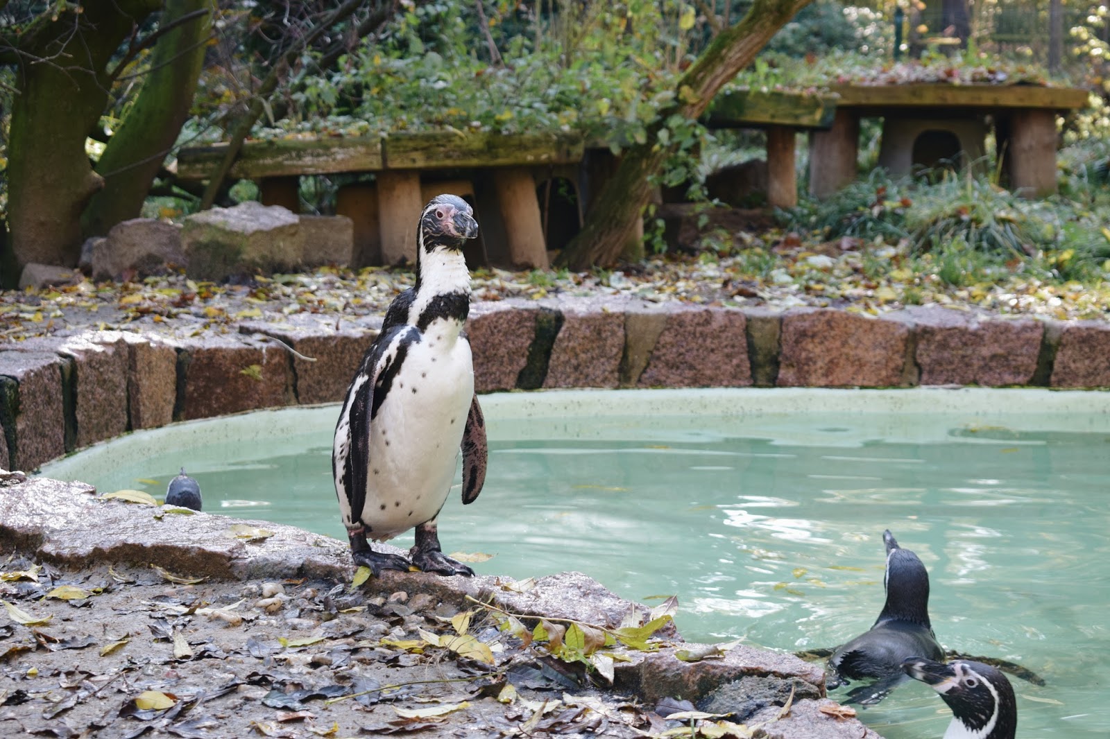 Zoo v Žitavě (Tierpark Zittau - Zoo im Dreilandereck) - Inspiration of ...