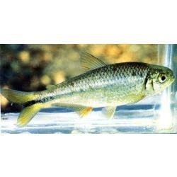 ECOBUITRERA: INFORMACION GENERAL