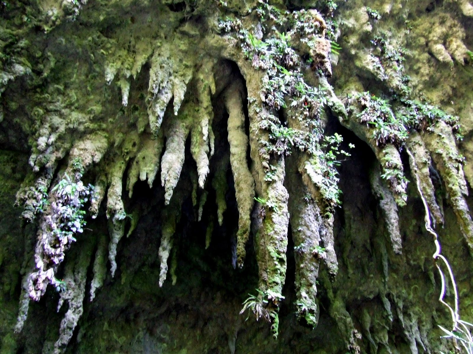 Puerto Rico: Karst Country of Puerto Rico