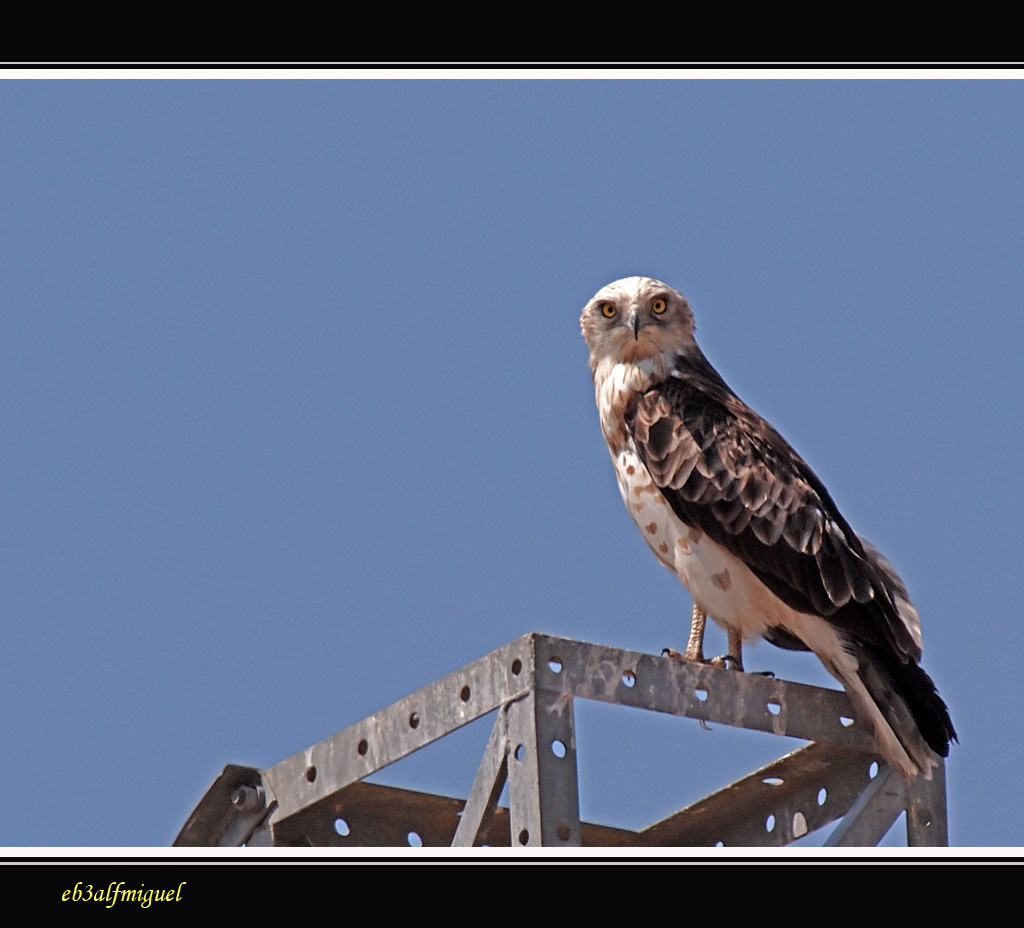 MIS AMIGAS LAS AVES: Joven de Aguila Culebrera (Circaetus gallicus)