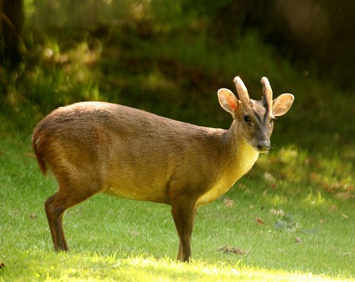 Manda Animali: il "MINI-CERVO"?! (MUNTJAC)