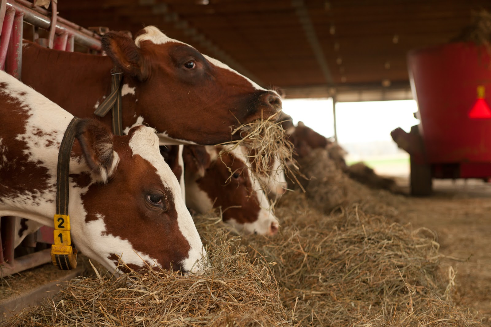 Life of a Dairy Princess: Spring-Run Farms: A Photo Journey