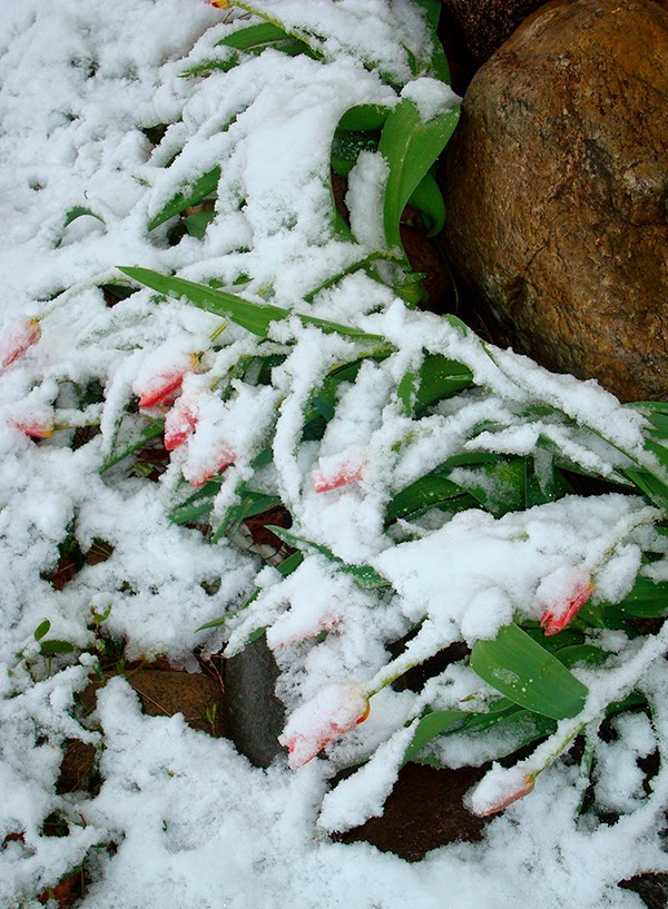 SpringLeaf Studios: April 2014