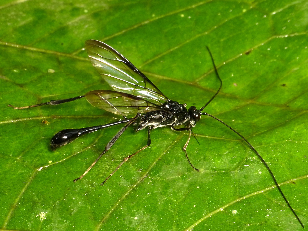 Real Monstrosities: American Pelecinid Wasp