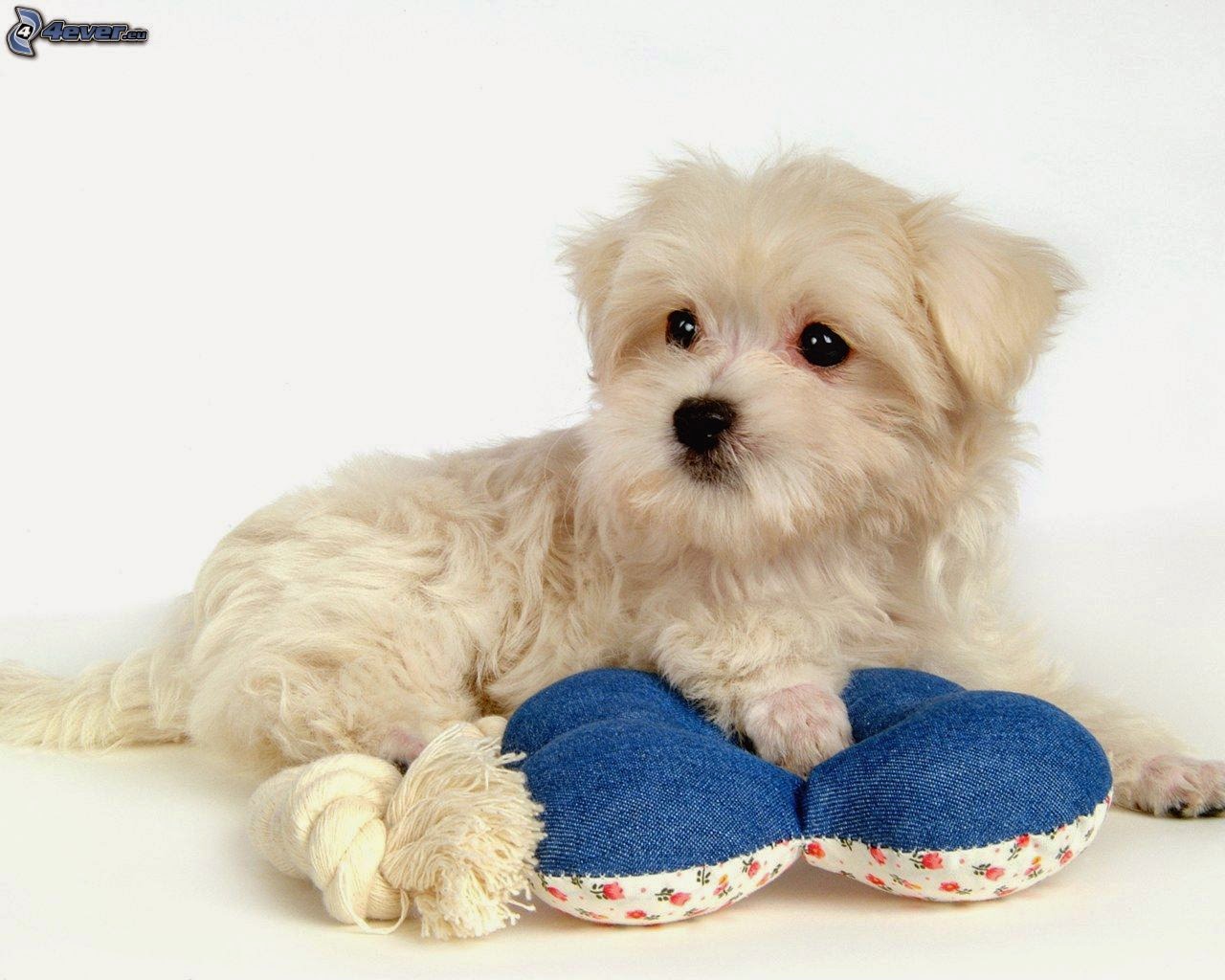 PERROS PRECIOSOS: BICHÓN MALTÉS