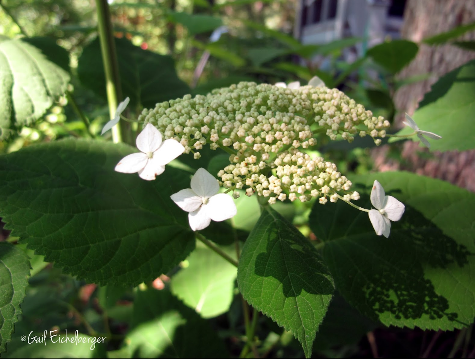 clay and limestone: I heart Hydrangea arborescens