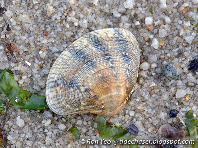 tHE tiDE cHAsER: Heterodont Bivalves (Phylum Mollusca: Subclass ...