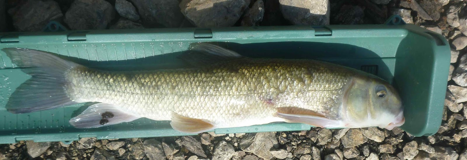 Manitoba Fish Species on the Fly: Panfish hunting...How not to