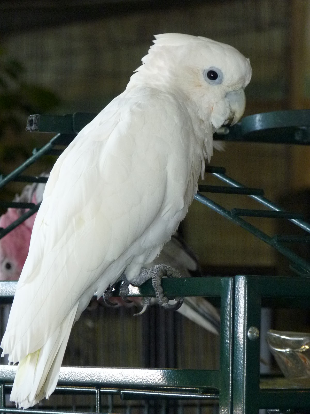 Golden Sun Exotic Birds & Plants