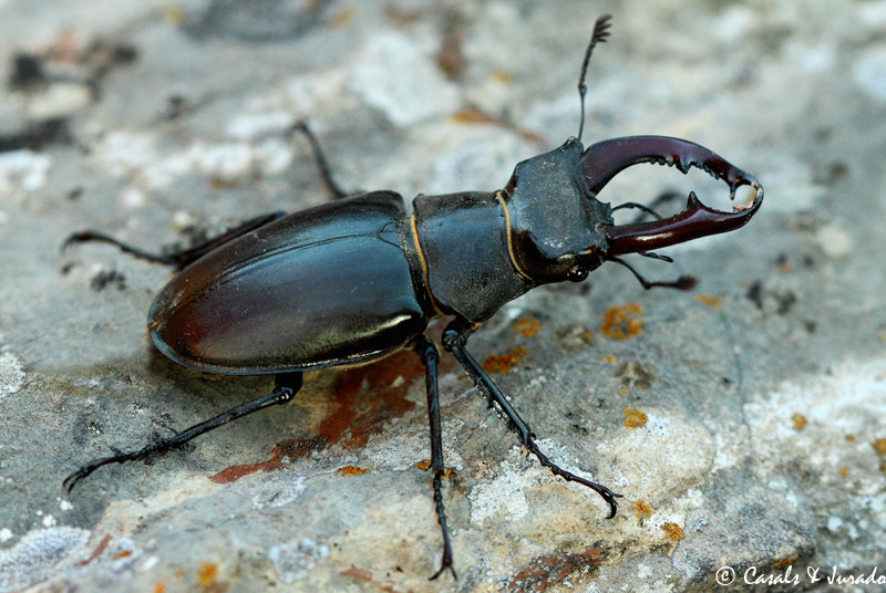 CRÒNIQUES NATURALISTES: 09/09/11