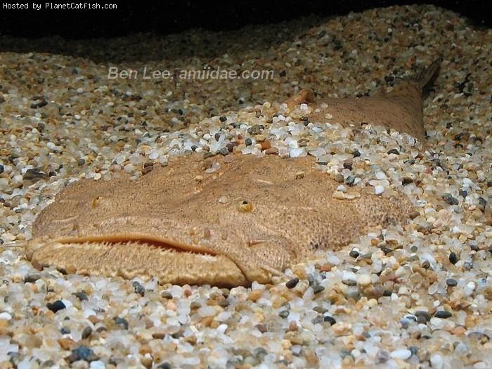 Mania de Aquário: Pacamã (Pacamão, Pocomã, pacman catfish)