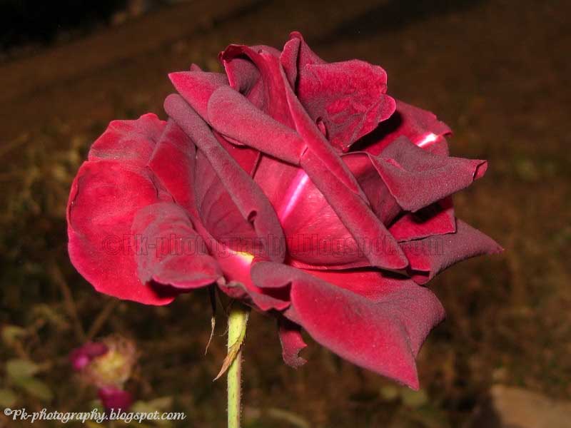 Black Roses Pictures | Nature, Cultural, and Travel Photography Blog