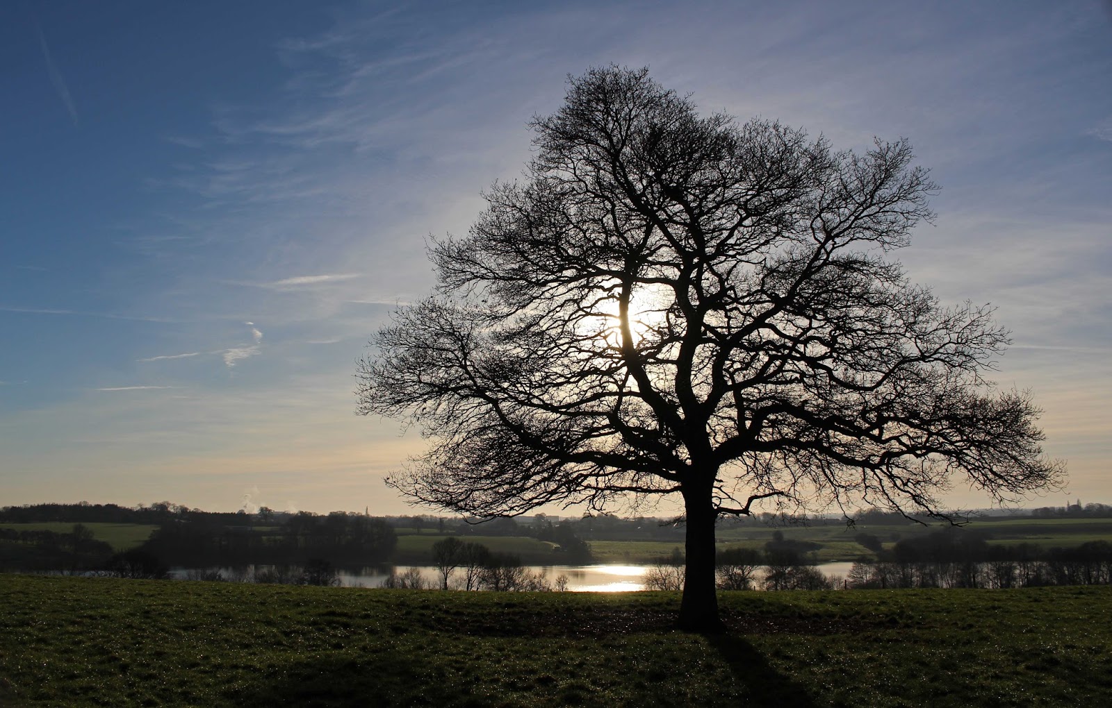 sconzani: A celebration of trees: January