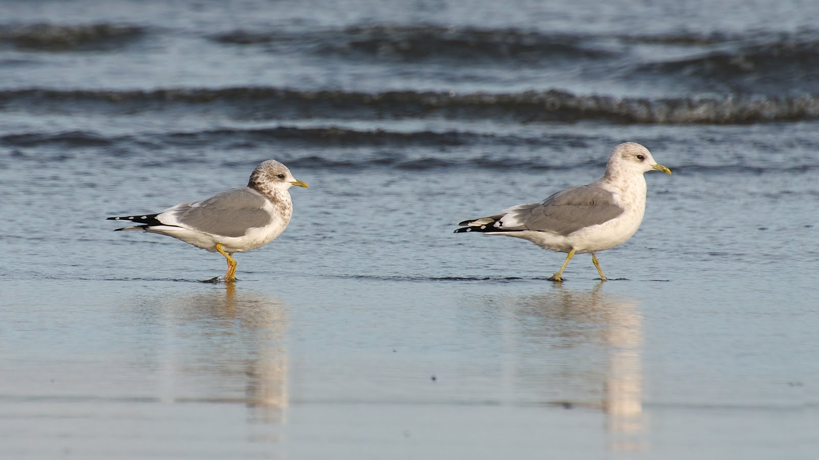NW Bird Blog: Mew Gull