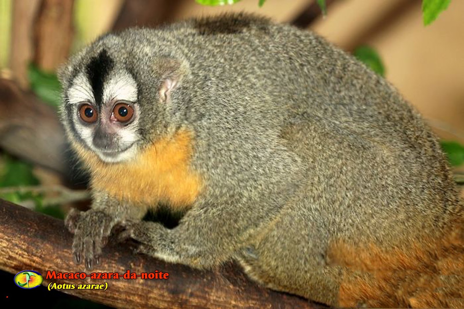Mamíferos: Macaco-azara-da-noite (Aotus azarae)