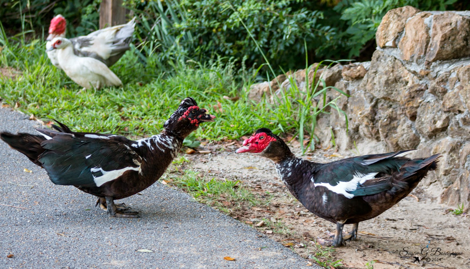 A Breath of Nature: Muscovy Ducks