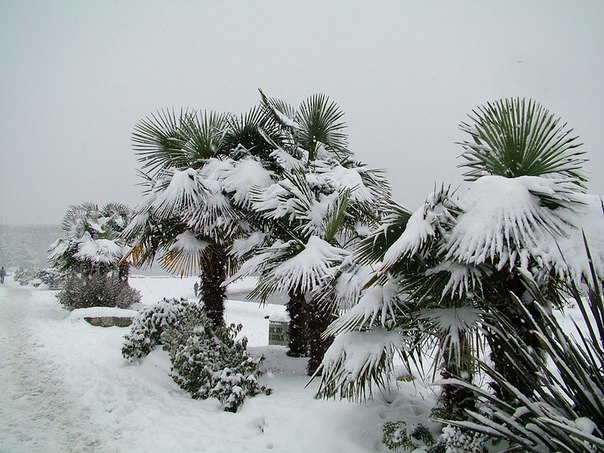 HARDY PALM TREES FOR GROWING IN COLD CLIMATES |The Garden of Eaden